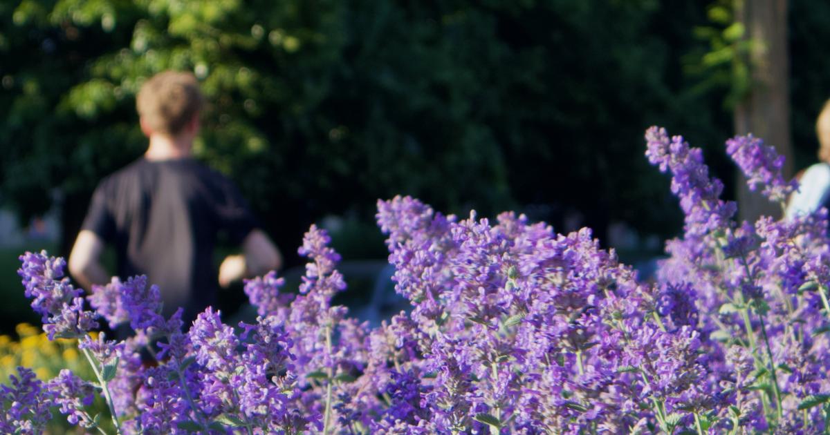 Embracing biodiversity: Paving the way for nature-inclusive cities ...