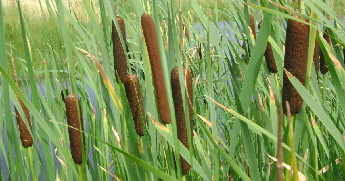 Building Based on Biobased BBoBB | Interreg North Sea