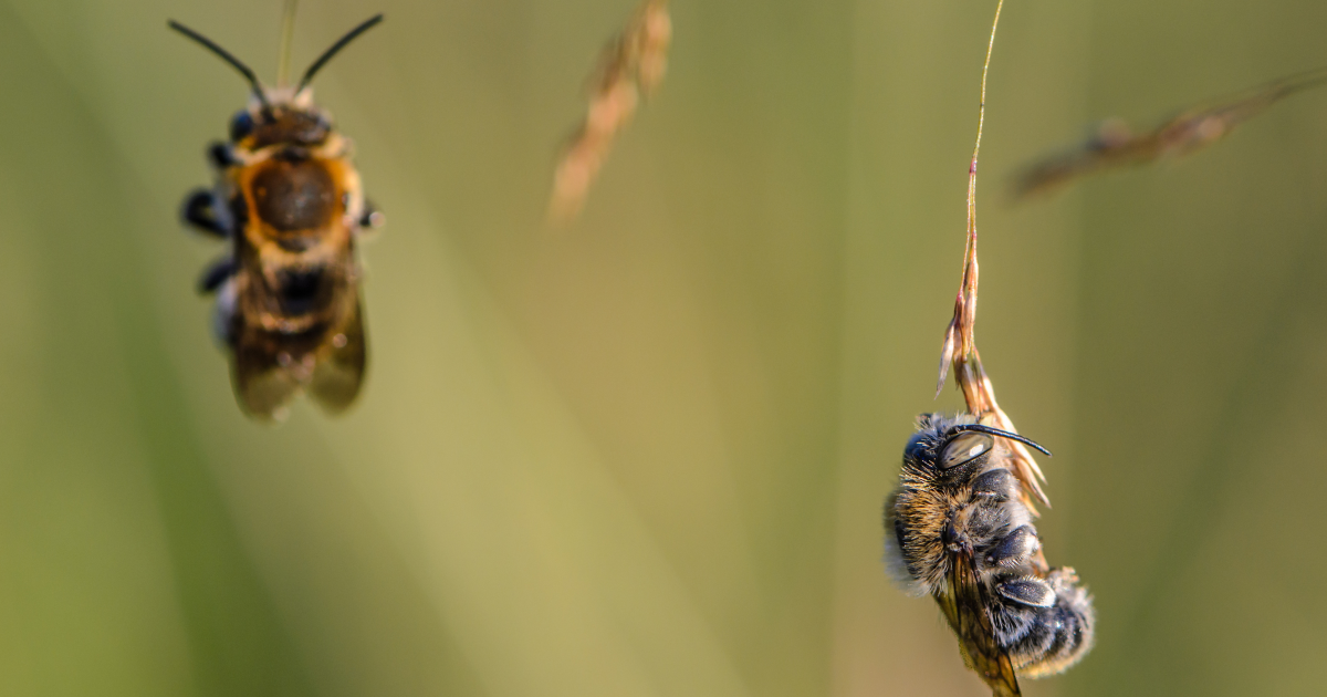 Snoring Bees and Other Hidden Wonders: Mapping 10,000 Species in ...